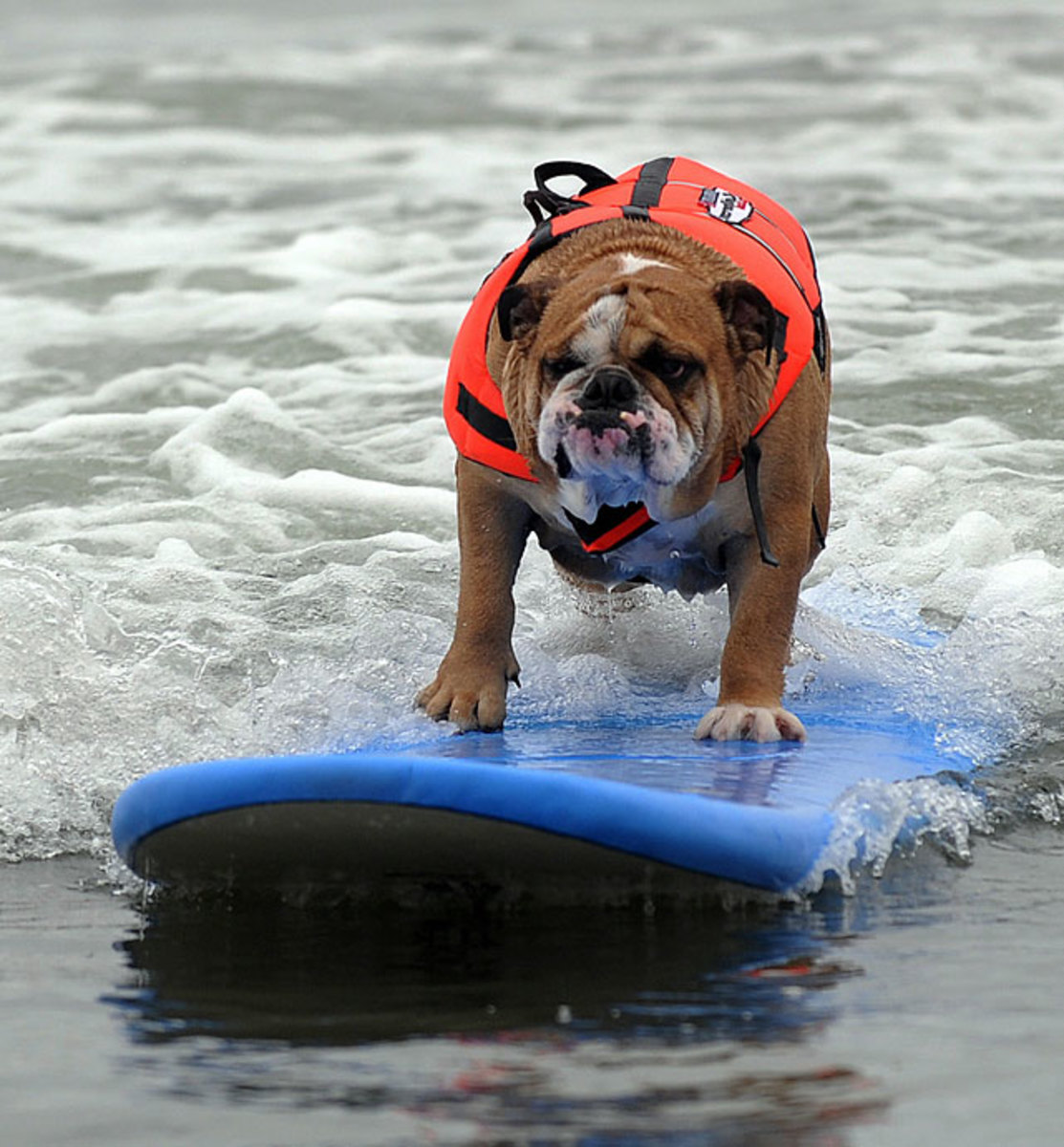 Surfing Bulldog