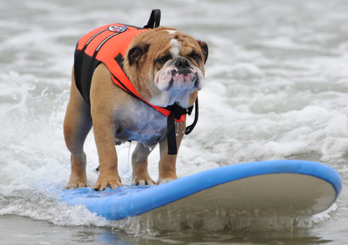Surfing Bulldog