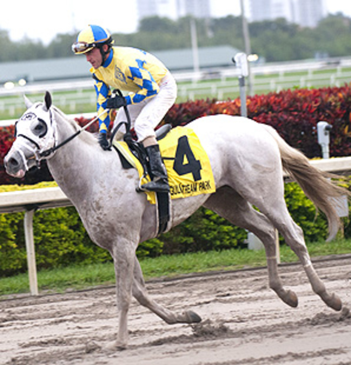 White Thoroughbred Racing