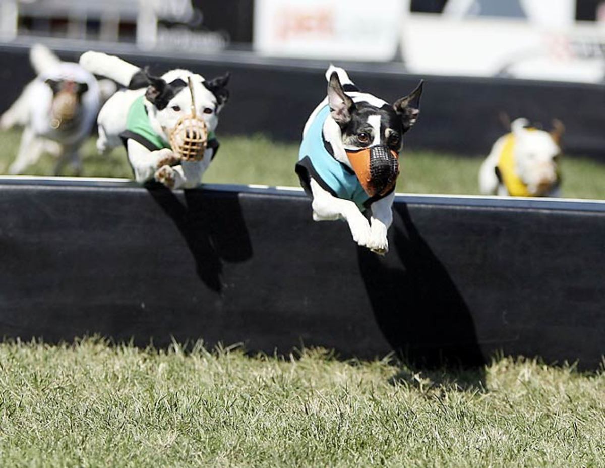 Incredible Dog Challenge - Sports Illustrated