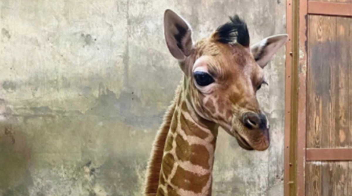 Memphis Zoo giraffe named after Grizzlies' Ja Morant - Sports Illustrated