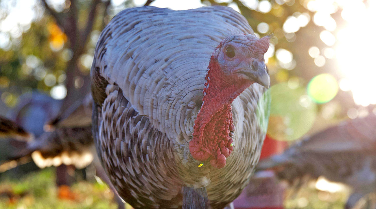 Thanksgiving and baseball? Meet MLB's last turkey - Sports Illustrated