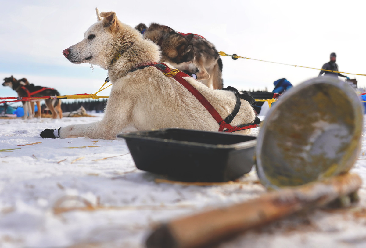 Iditarod: What It's Like to Photograph the Alaskan sled dog race ...
