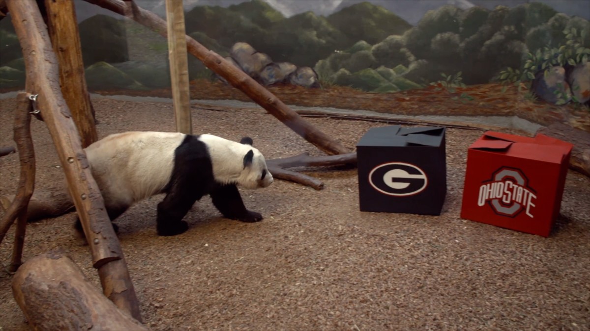 Giant Panda Picks Winner of Georgia Football - Ohio State in Peach Bowl ...