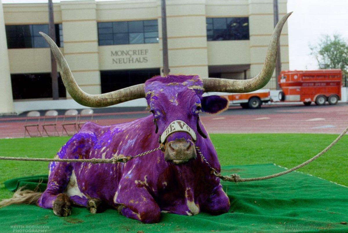 TCU football: All Your UT Memes For Game Day - Sports Illustrated TCU ...