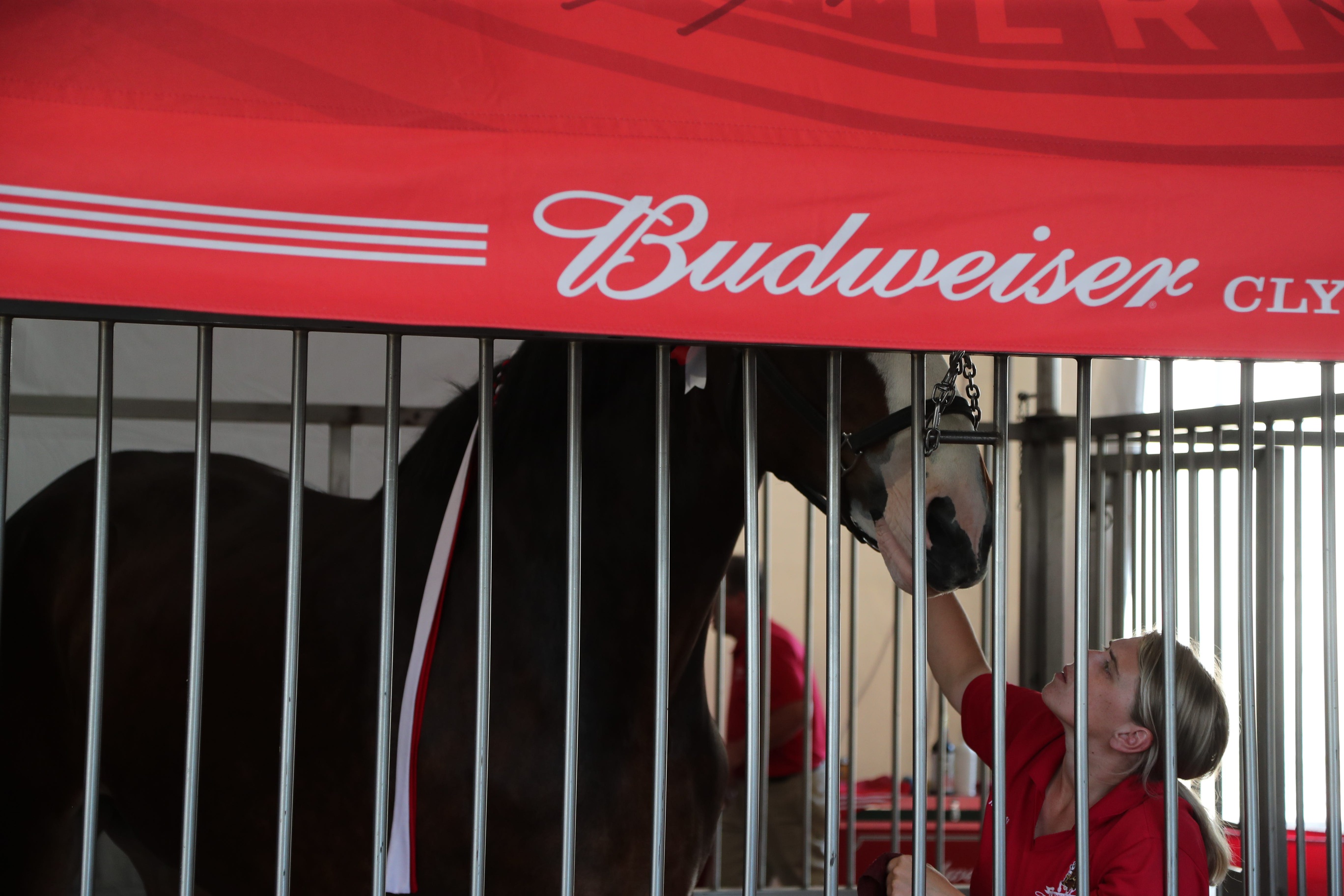 Budweiser Makes Incredible Team-Themed Beer Cans in Advance of 2024 ...