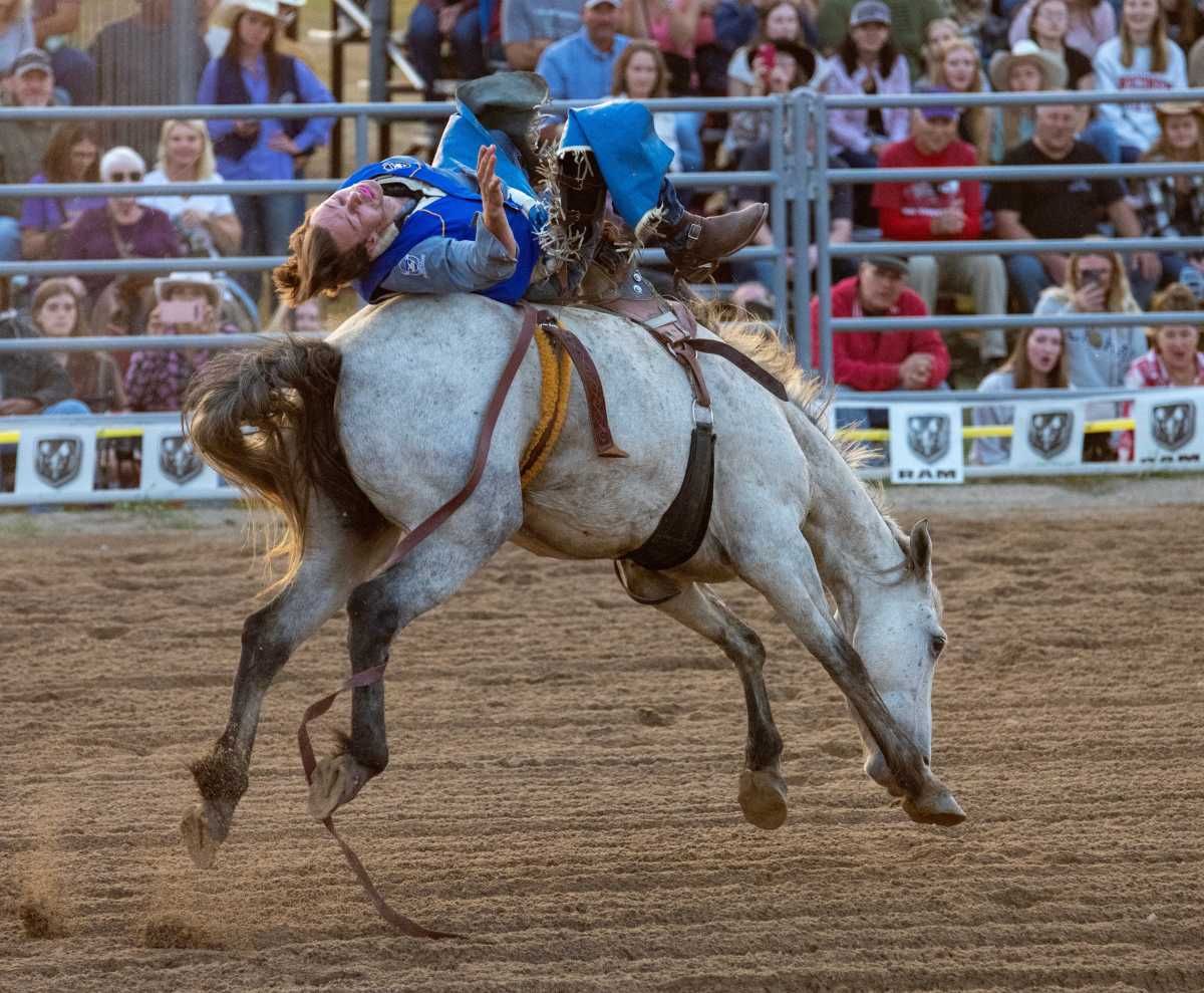 Pendleton Round-Up Bareback Riding Title Decided By Half-Point - Sports ...