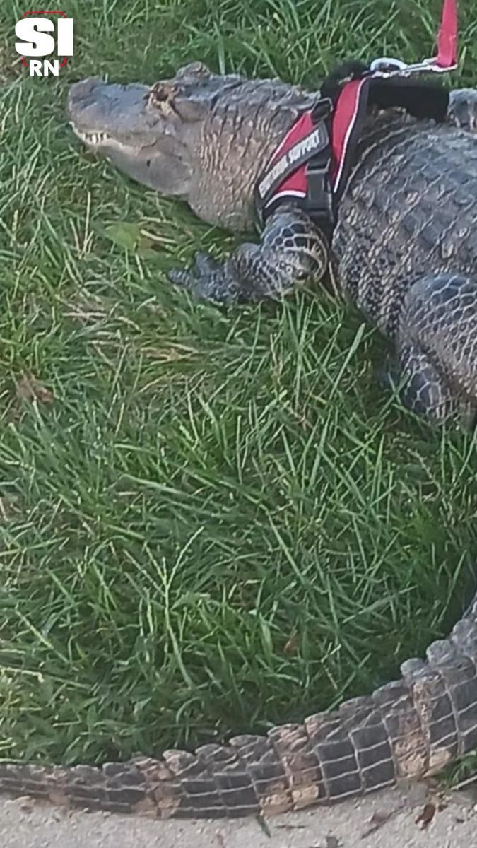 Phillies Deny Alligator Entry to Ballpark - Sports Illustrated