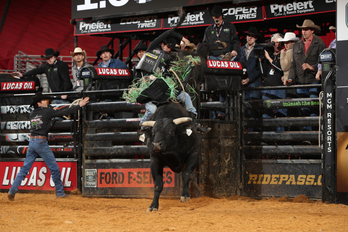 Big Black, a Money Bull who Acted like a Big Pet, Retires - Sports ...