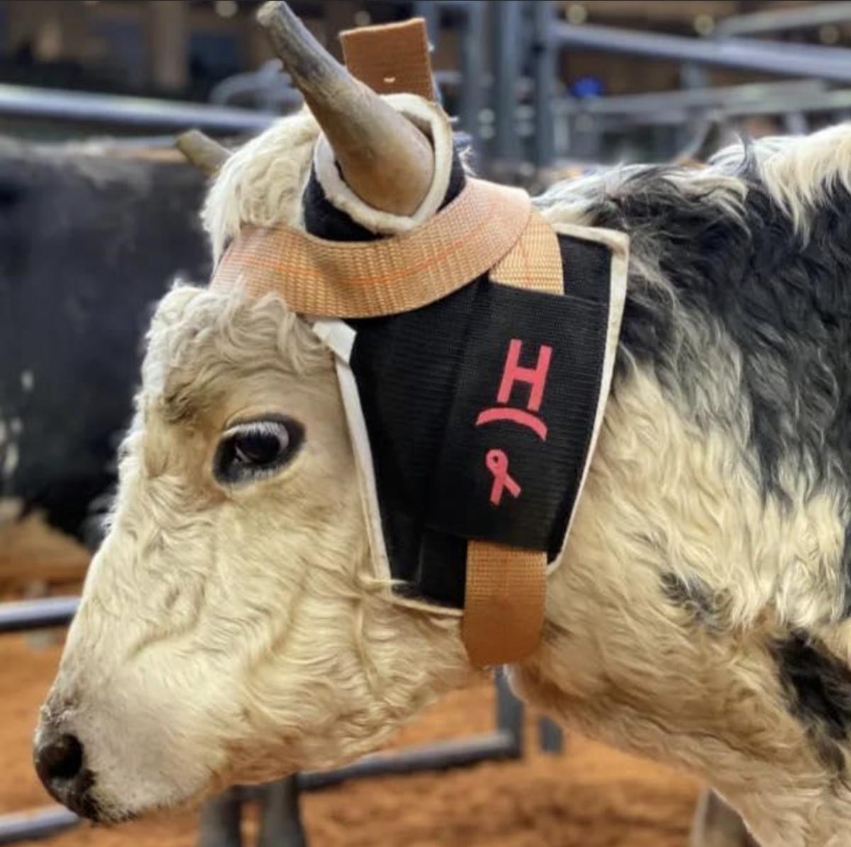 Hill Rodeo Cattle Talks 2023 NFR Team Roping Steers - Sports ...