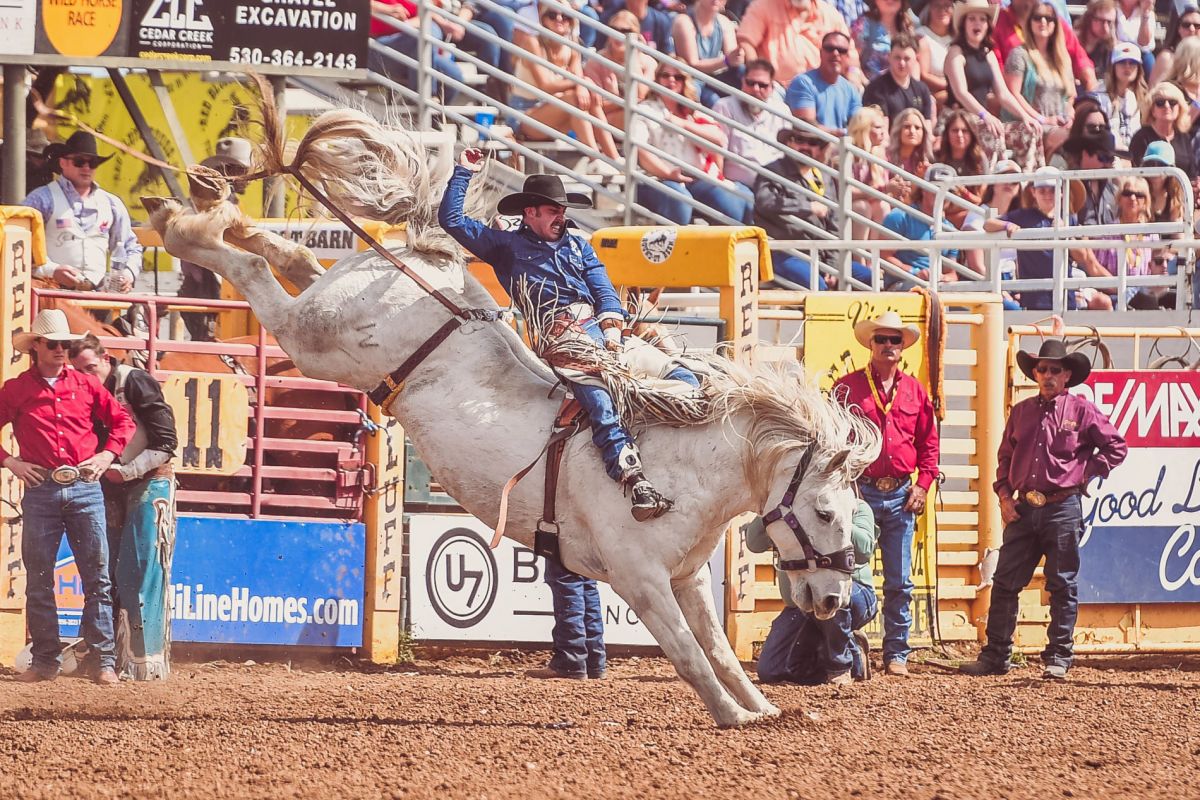 Western Livestock Advocates Push Back Against Lies Promoting 'Rodeo ...