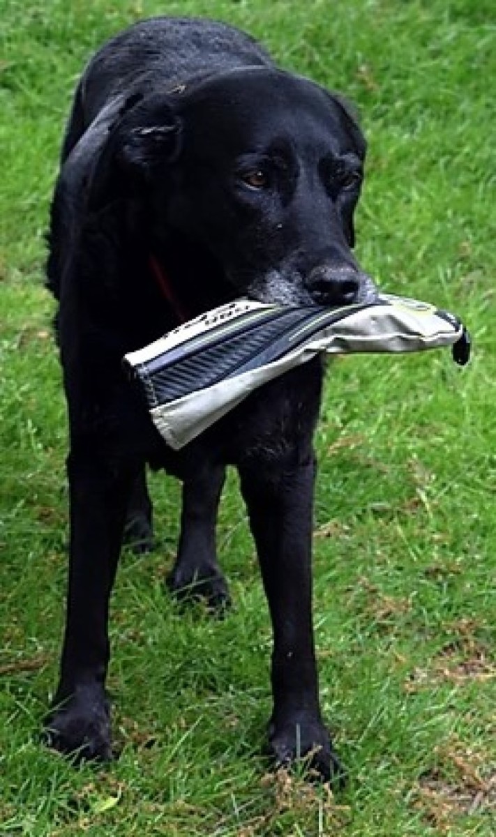 Golf-loving dog Izzy marks her final round in England - Sports Illustrated