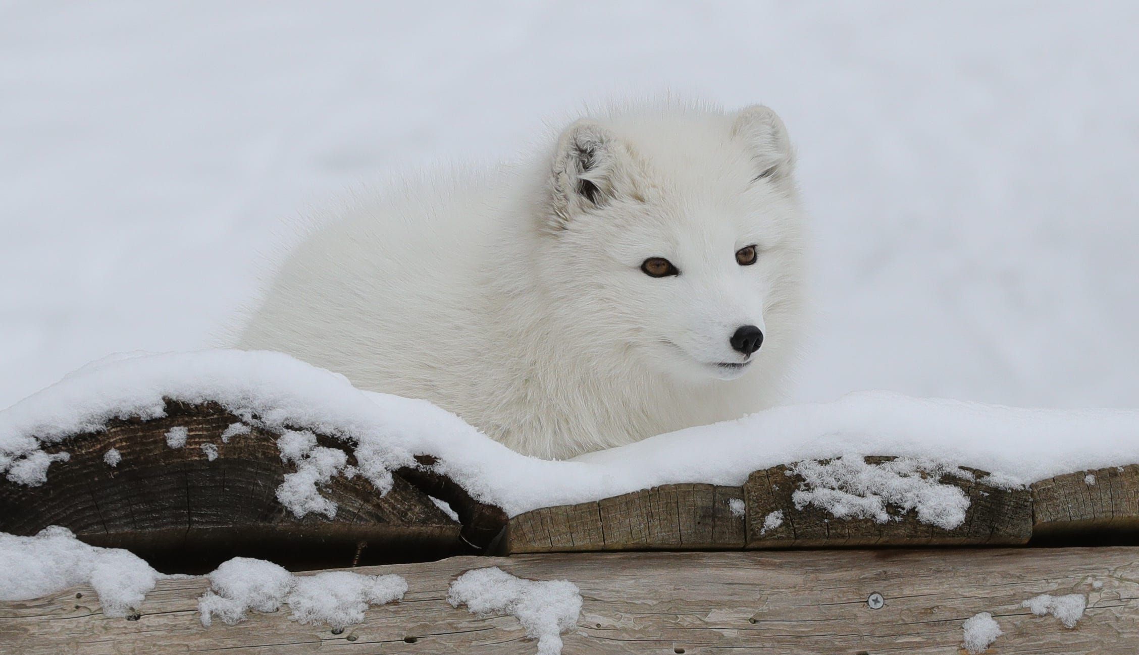 Vote: Which is the best high school mascot in Alaska? - Sports ...