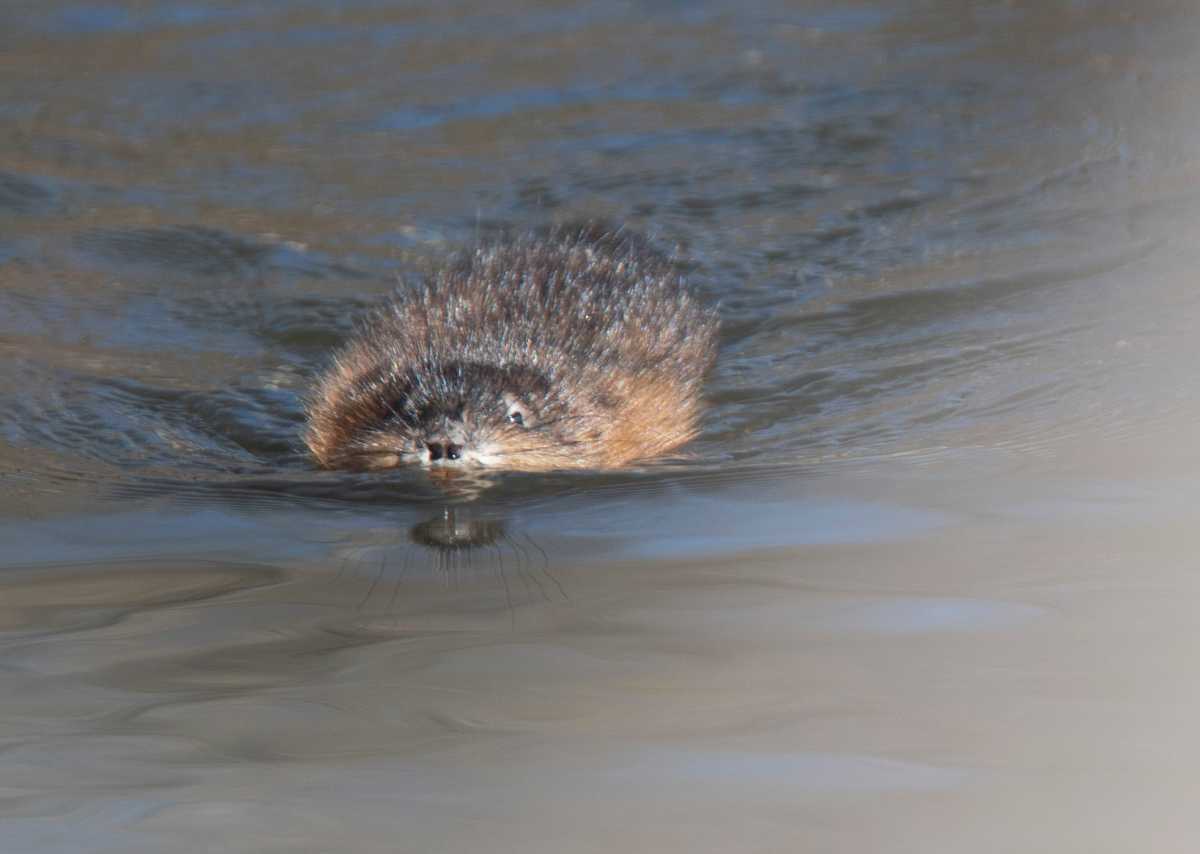 Vote: Which is the best high school mascot in Michigan? - Sports ...